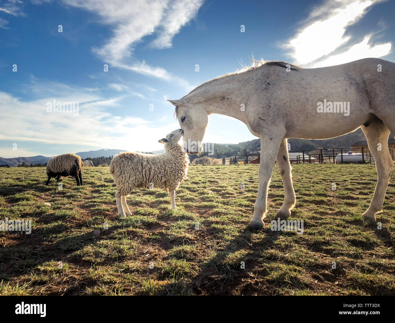 Horse and sheep kissing in field Stock Photo - Alamy