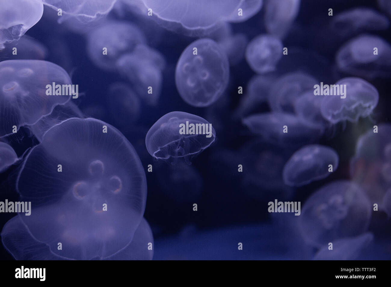 Moon Jelly fish floating together on black background Stock Photo - Alamy