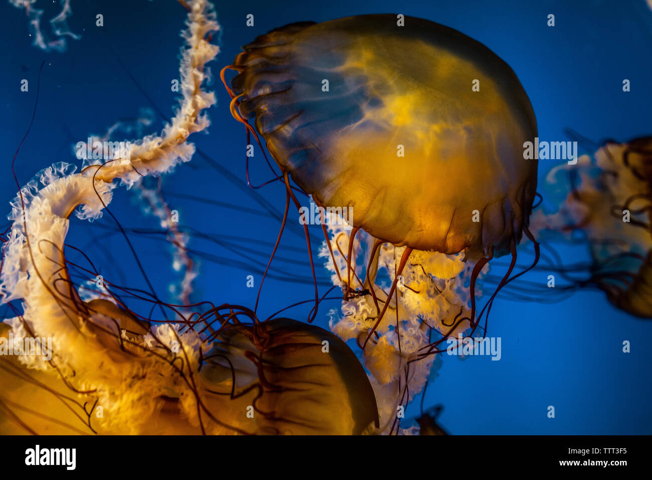 Sea nettles floating in aquarium Stock Photo - Alamy