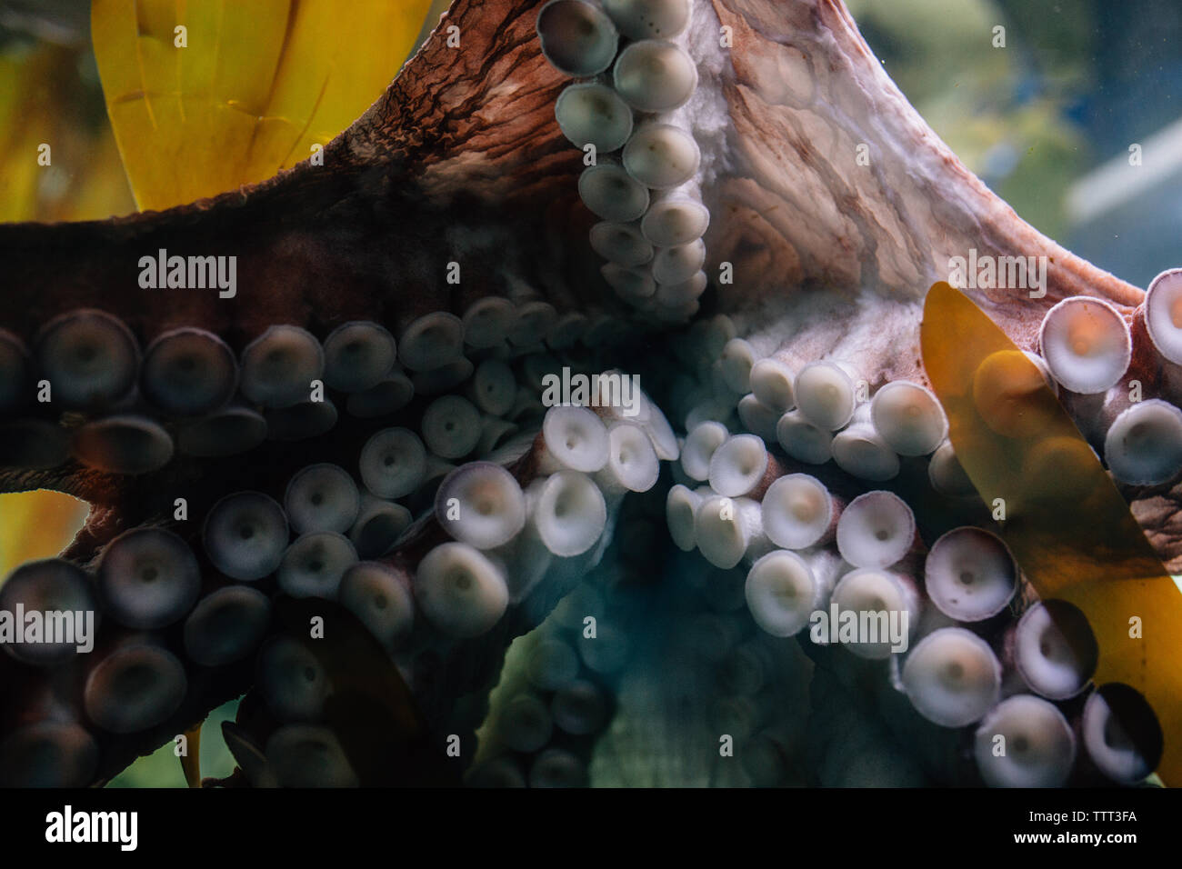 Giant Red Octopus High Resolution Stock Photography and Images - Alamy