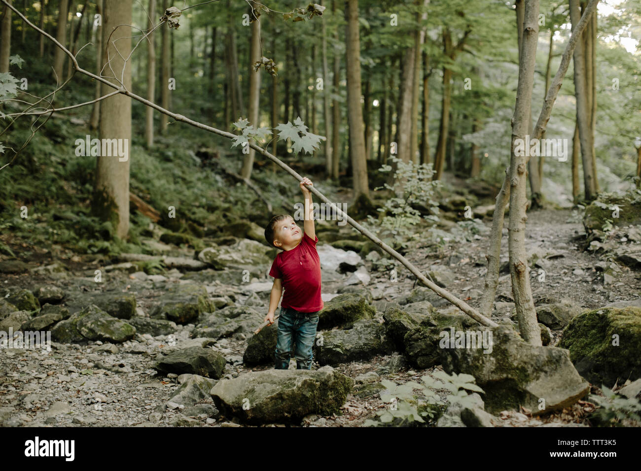 Playful boy lifting stick while standing in forest Stock Photo - Alamy