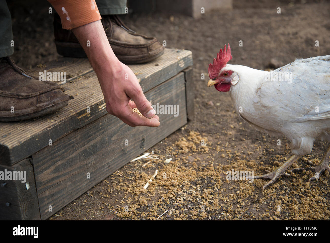 Man with hen hi-res stock photography and images - Alamy