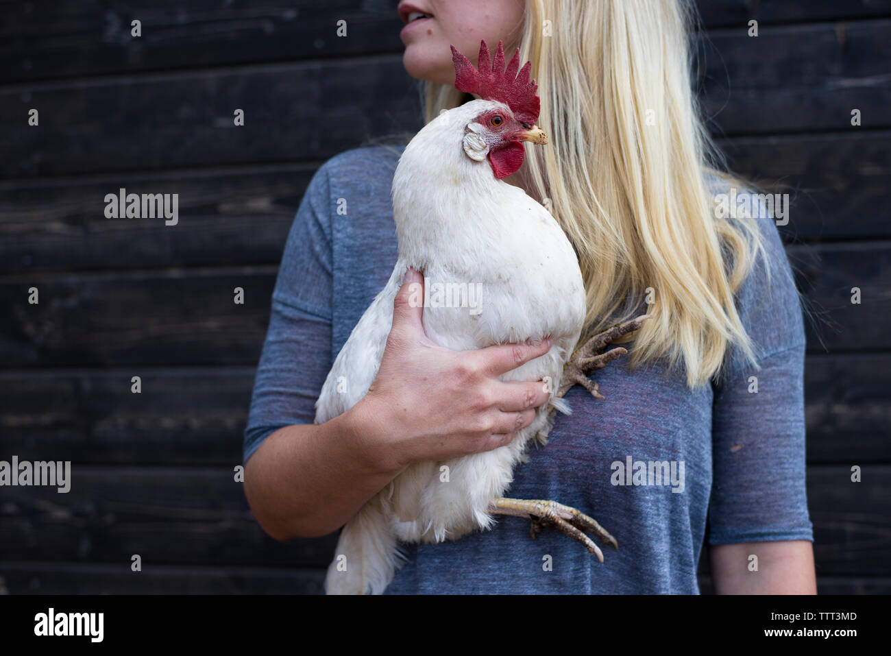 Midsection of woman holding hen while standing against cabin Stock ...