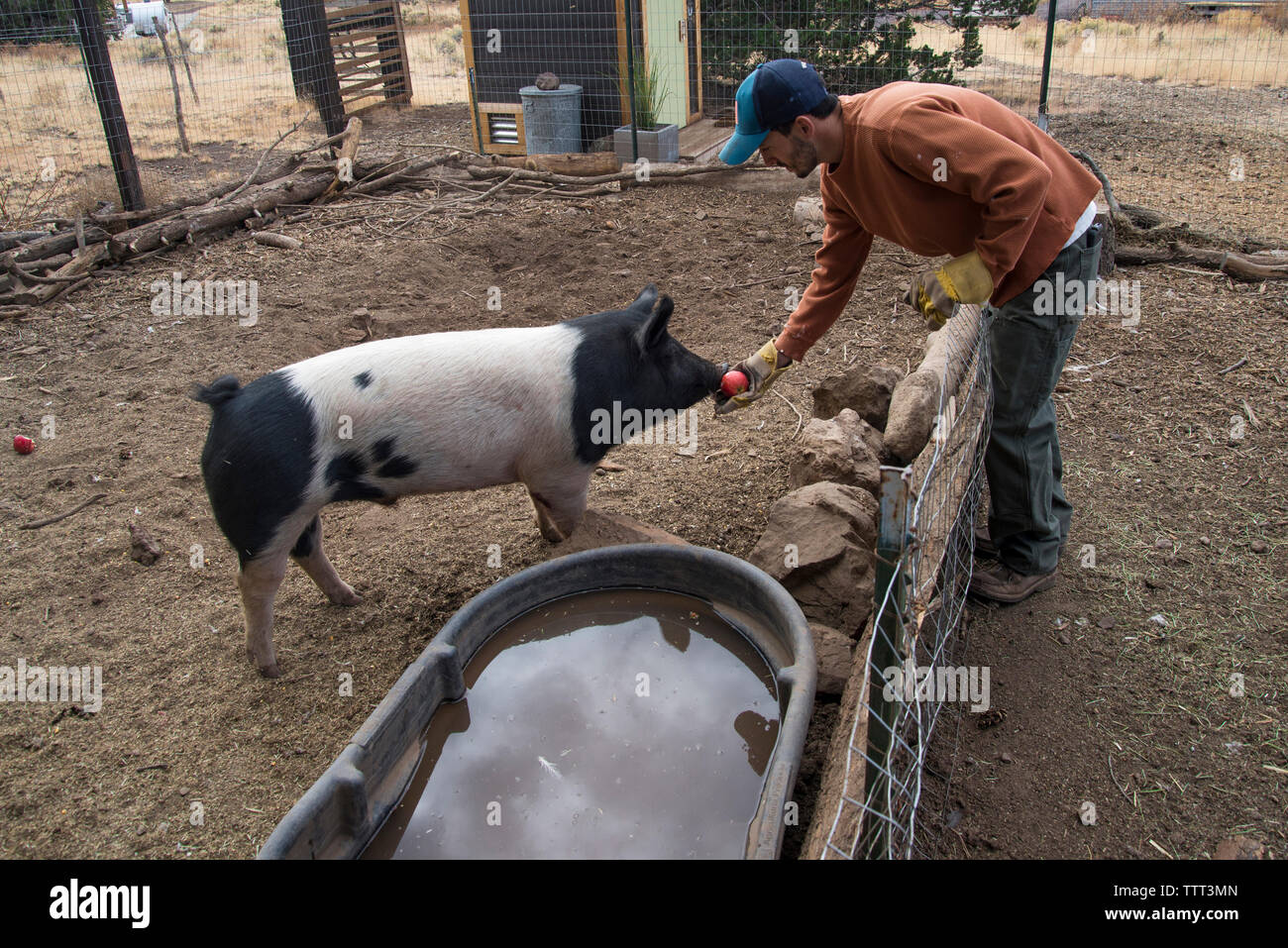 Pig Pen High Resolution Stock Photography and Images - Alamy