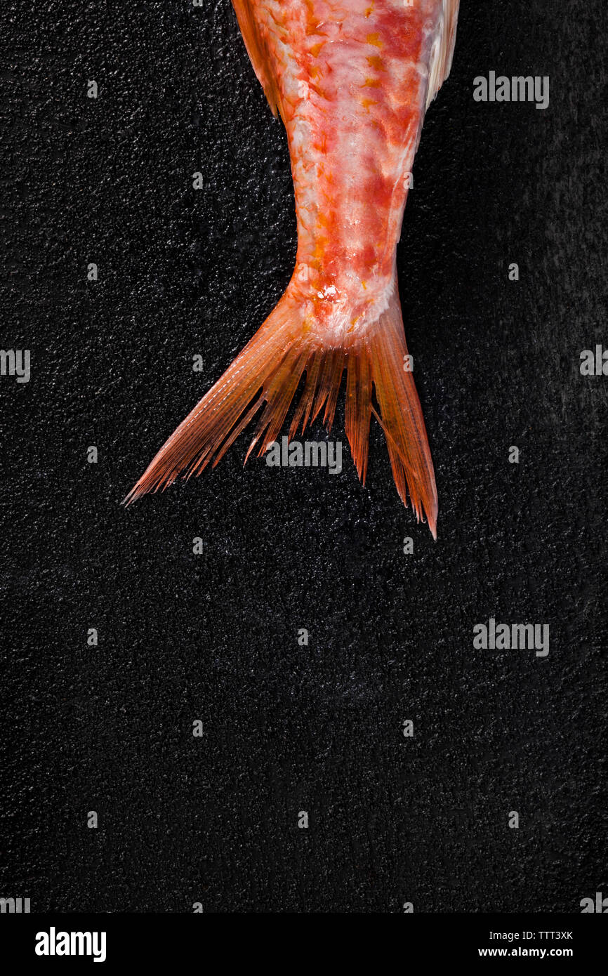 Fish tail hi-res stock photography and images - Alamy
