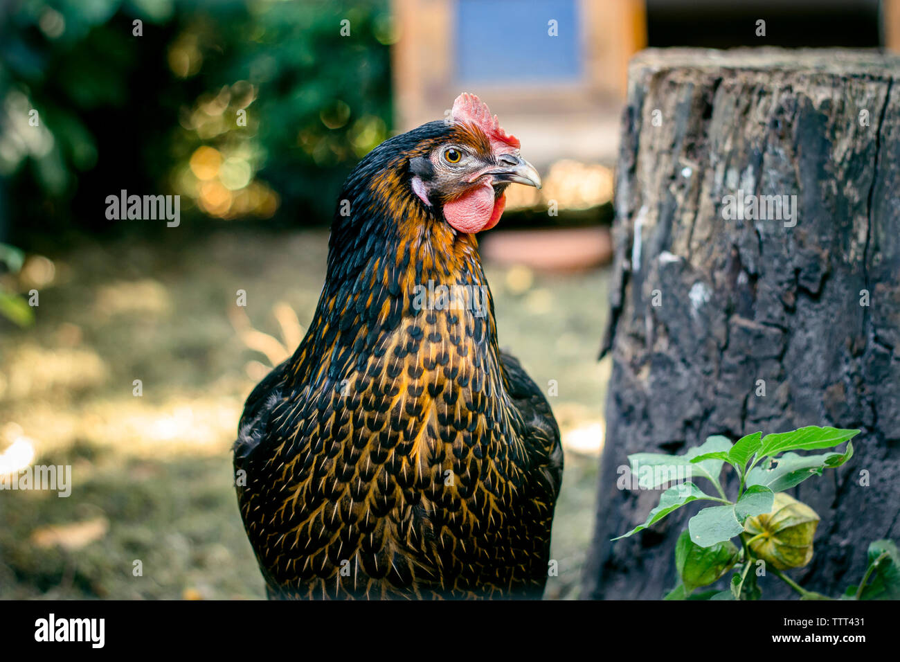 Roster hi-res stock photography and images - Alamy