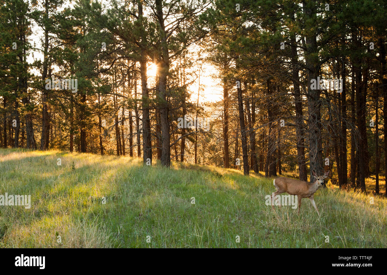 Doe walking in field hi-res stock photography and images - Alamy