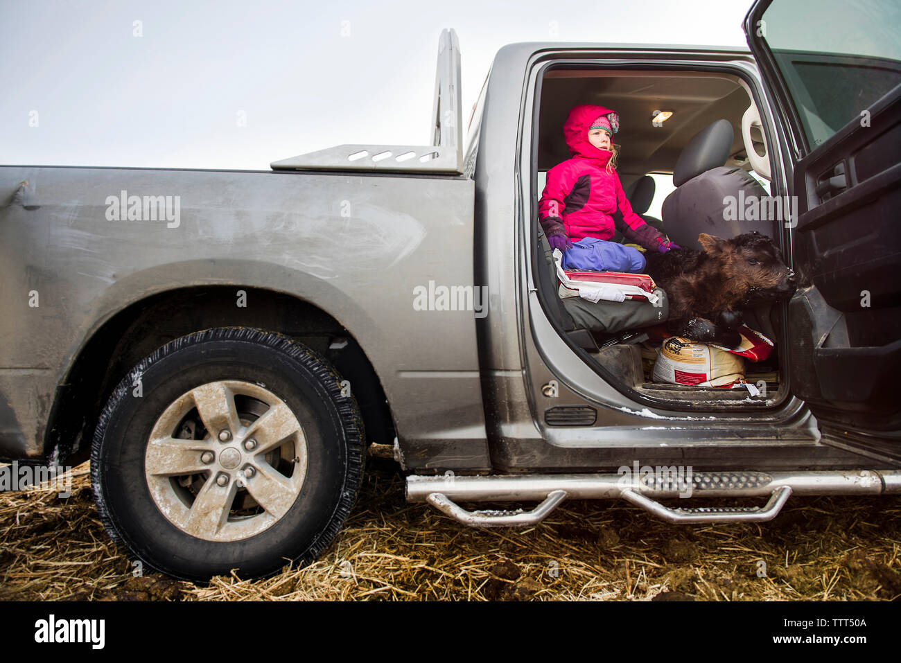 Side view of girl with calf sitting in pick-up truck at farm Stock ...
