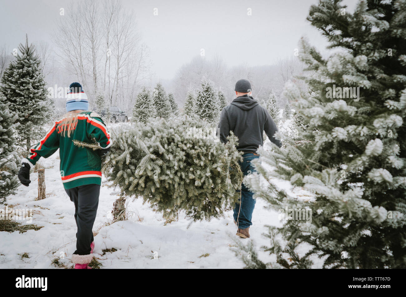 Carrying christmas trees hi-res stock photography and images - Alamy