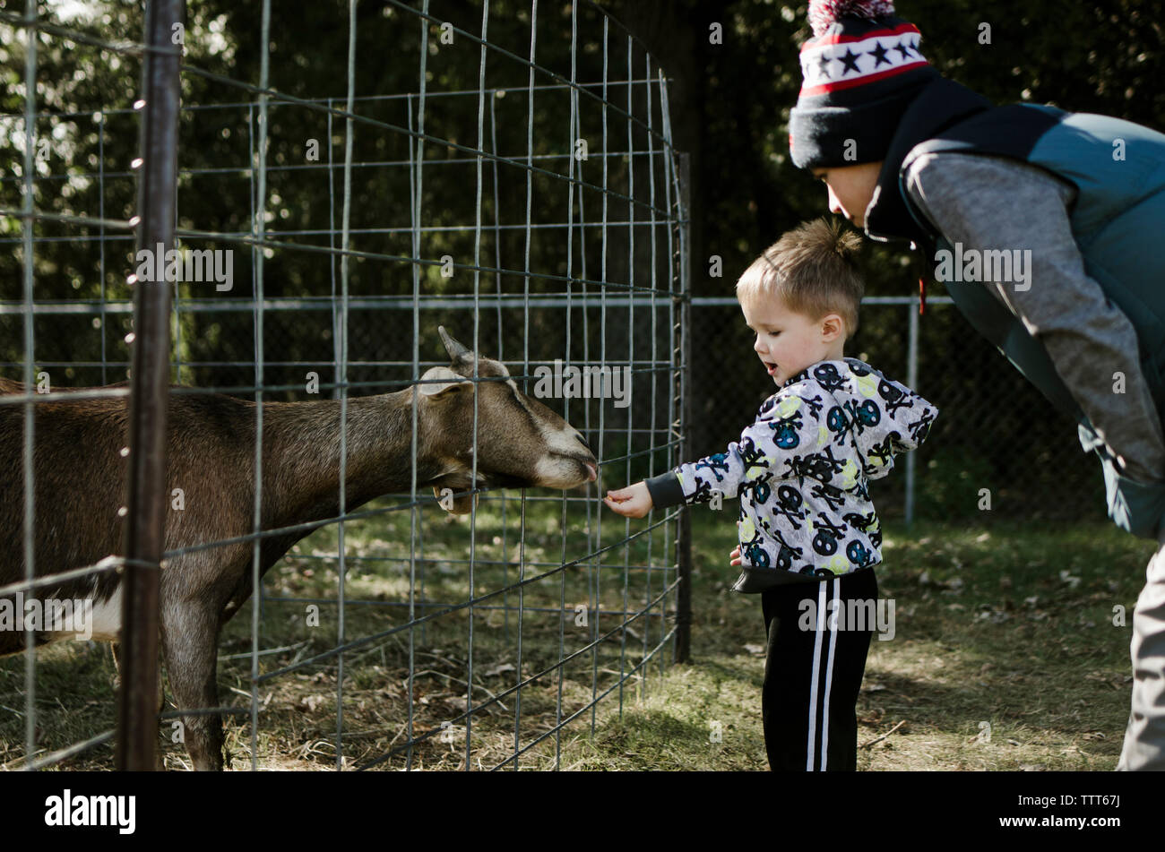 Goat bending hi-res stock photography and images - Alamy