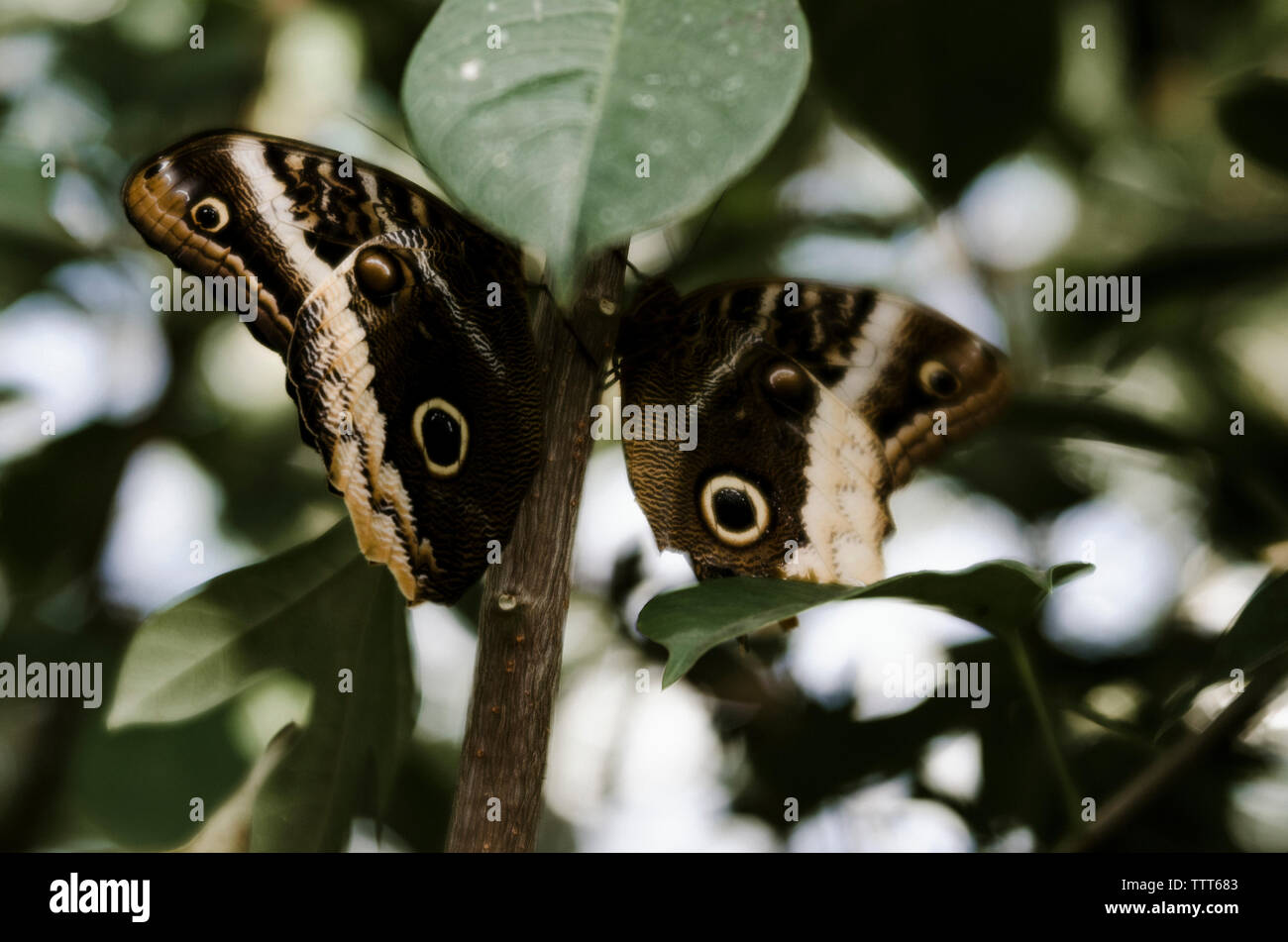 Butterflies up close nature hi-res stock photography and images - Alamy