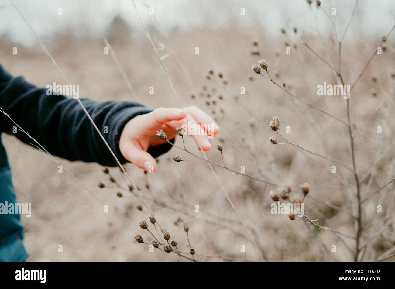Dead plants hi-res stock photography and images - Alamy