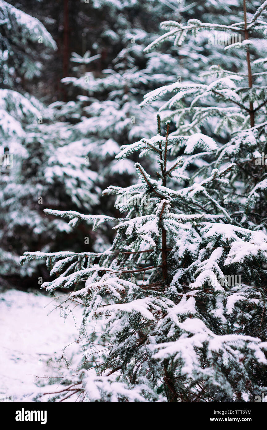 White spruce forest hi-res stock photography and images - Alamy