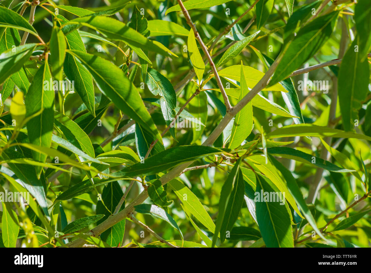 Populus angustifolia hi-res stock photography and images - Alamy