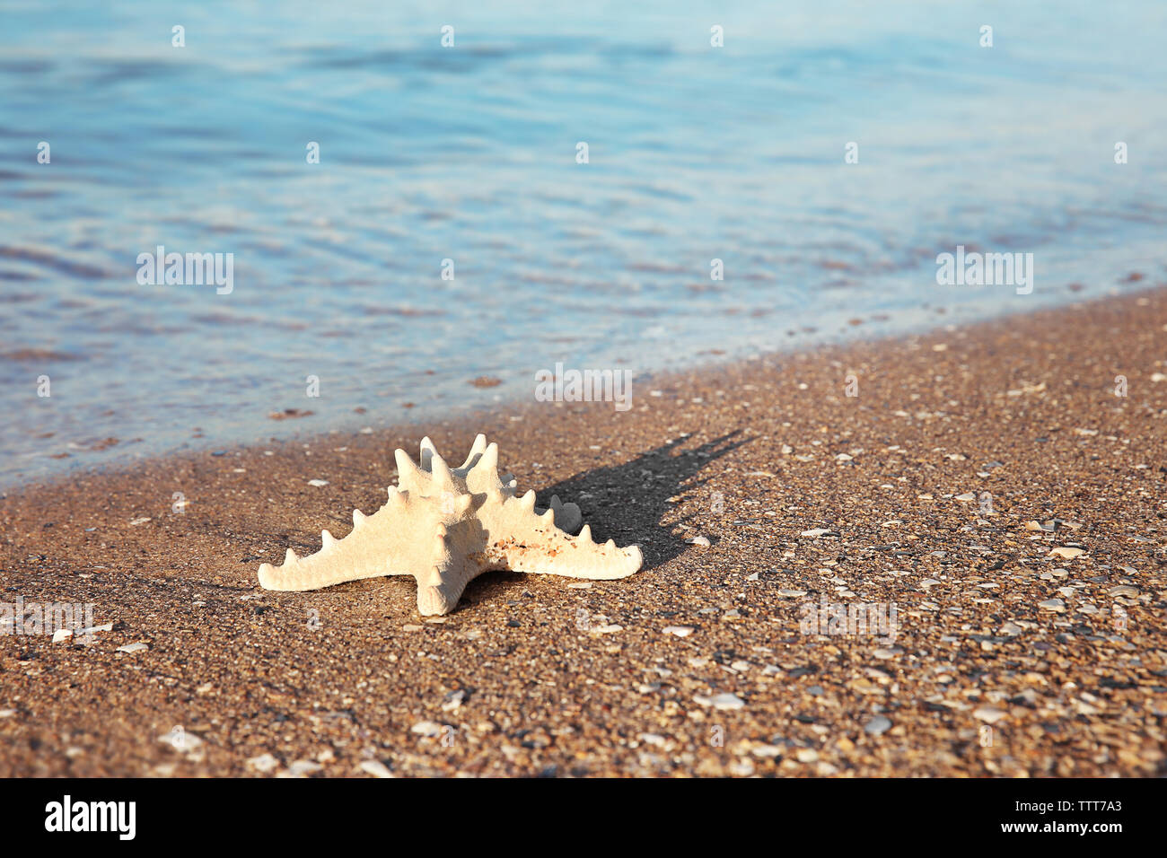 Sea star on beach Stock Photo - Alamy
