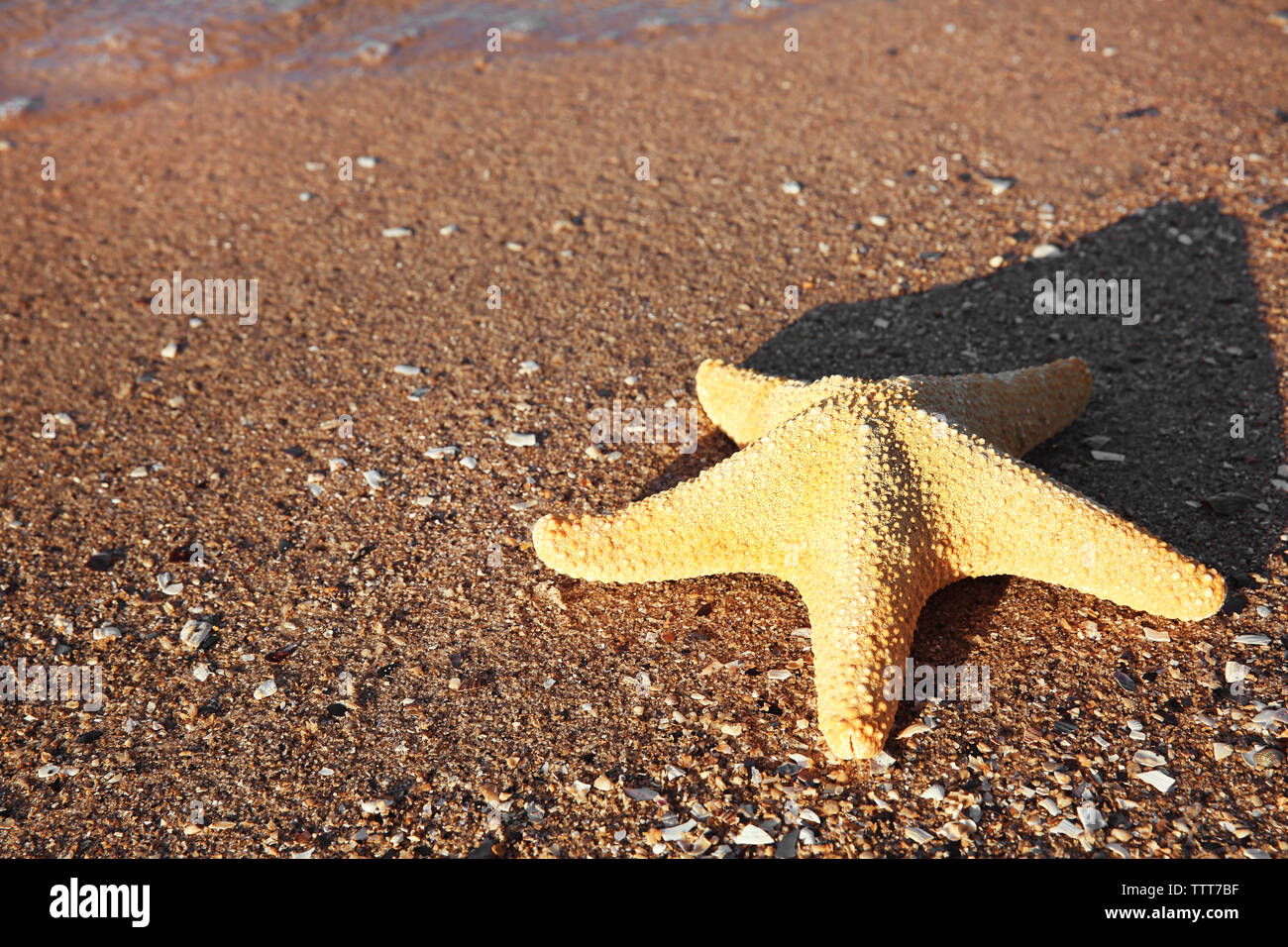 Sea star on beach Stock Photo - Alamy
