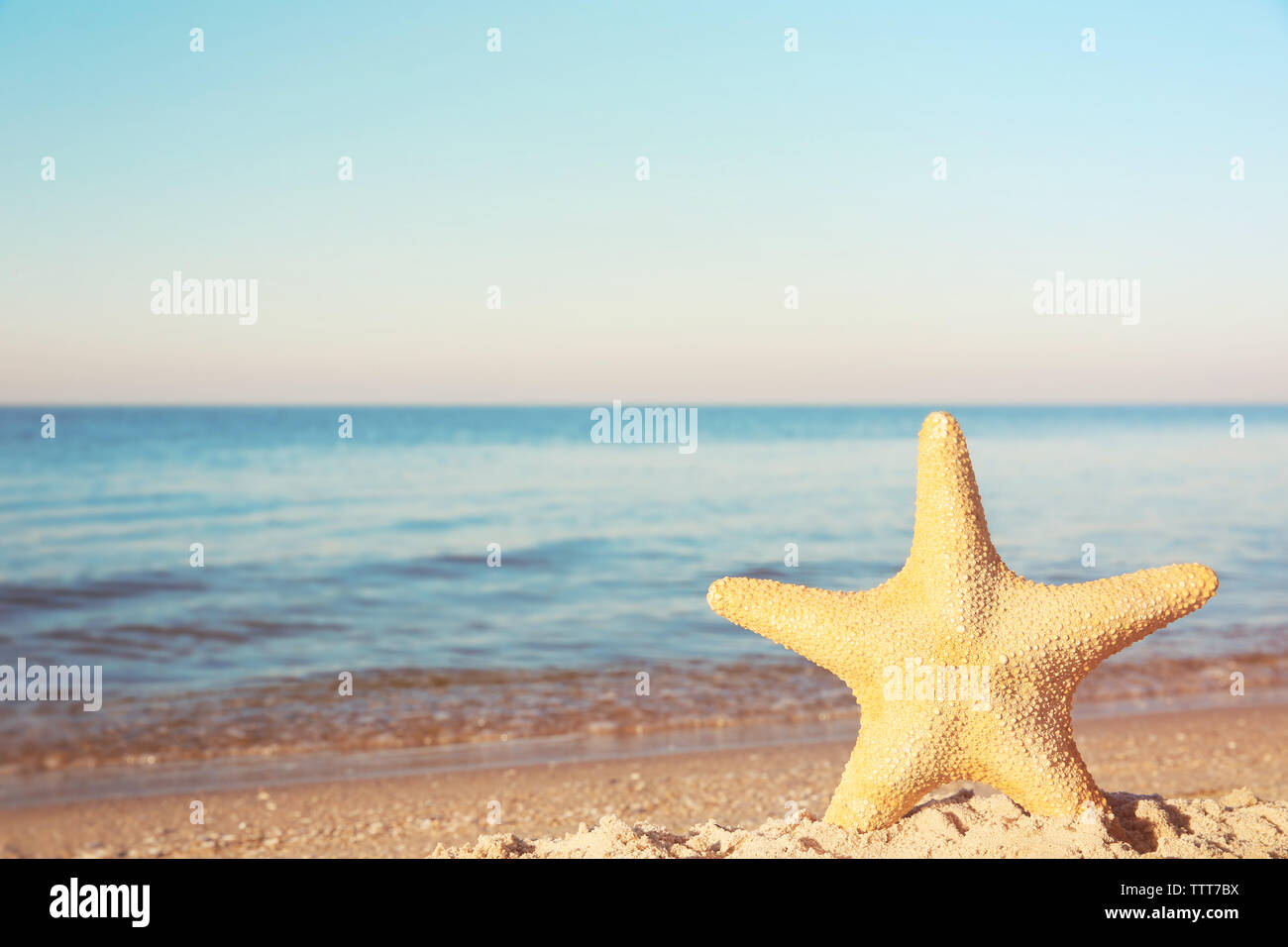 Sea star on beach Stock Photo - Alamy