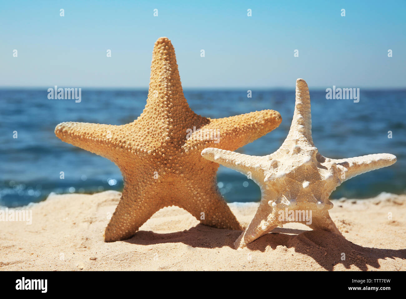 Sea stars on beach Stock Photo - Alamy