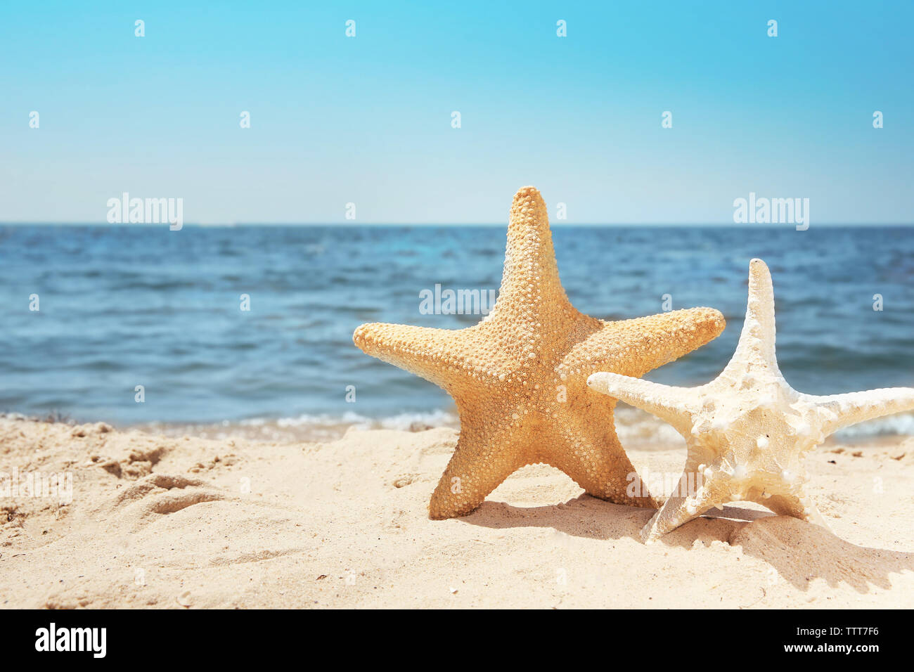Sea stars on beach Stock Photo - Alamy