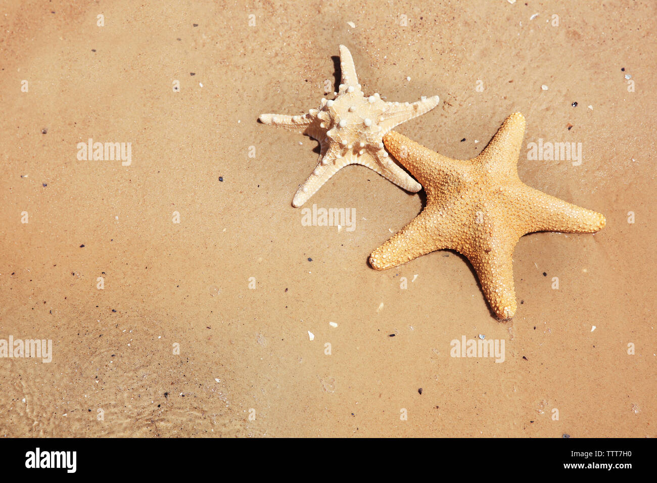 Sea stars on beach Stock Photo - Alamy