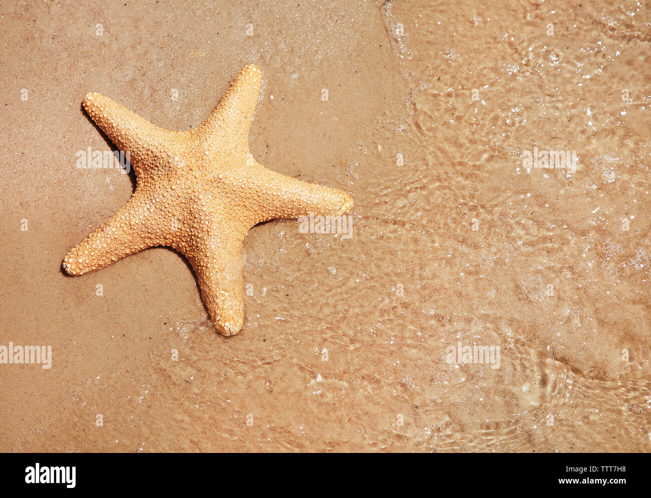 Sea star on beach Stock Photo - Alamy