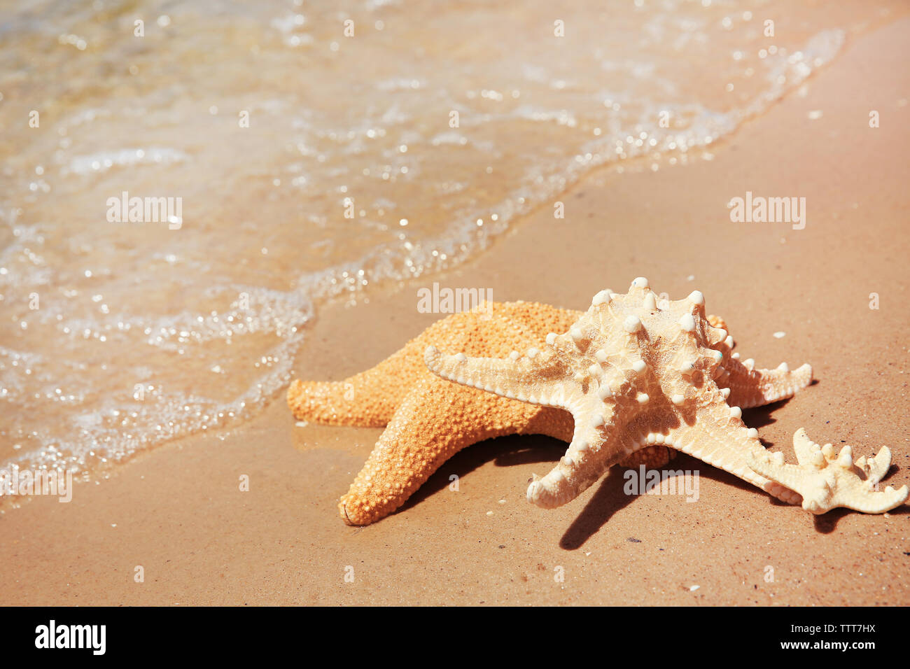 Sea stars on beach Stock Photo - Alamy