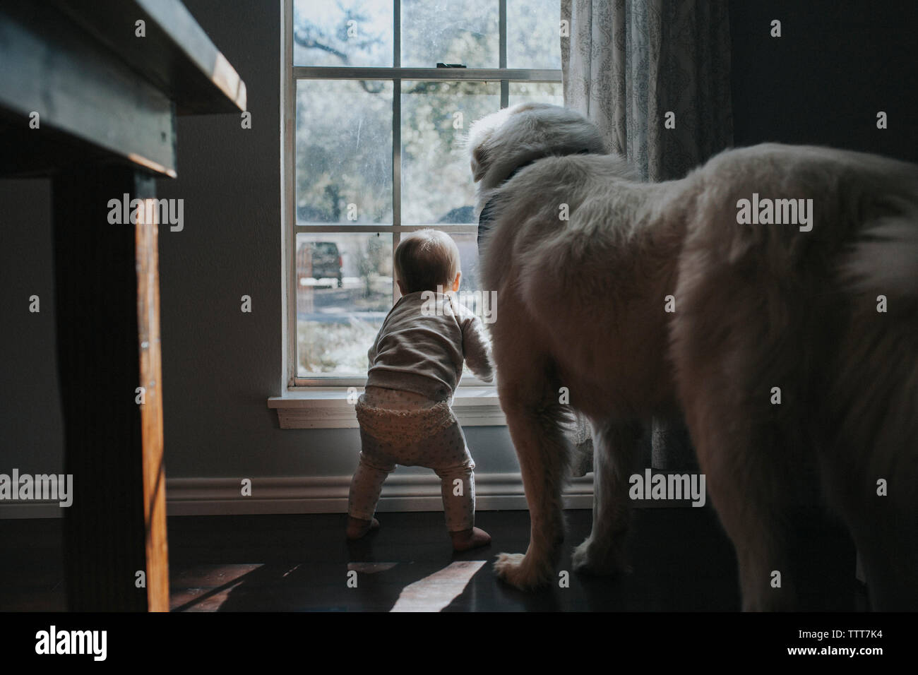 Rear view of baby girl and Great Pyrenees looking through window while ...