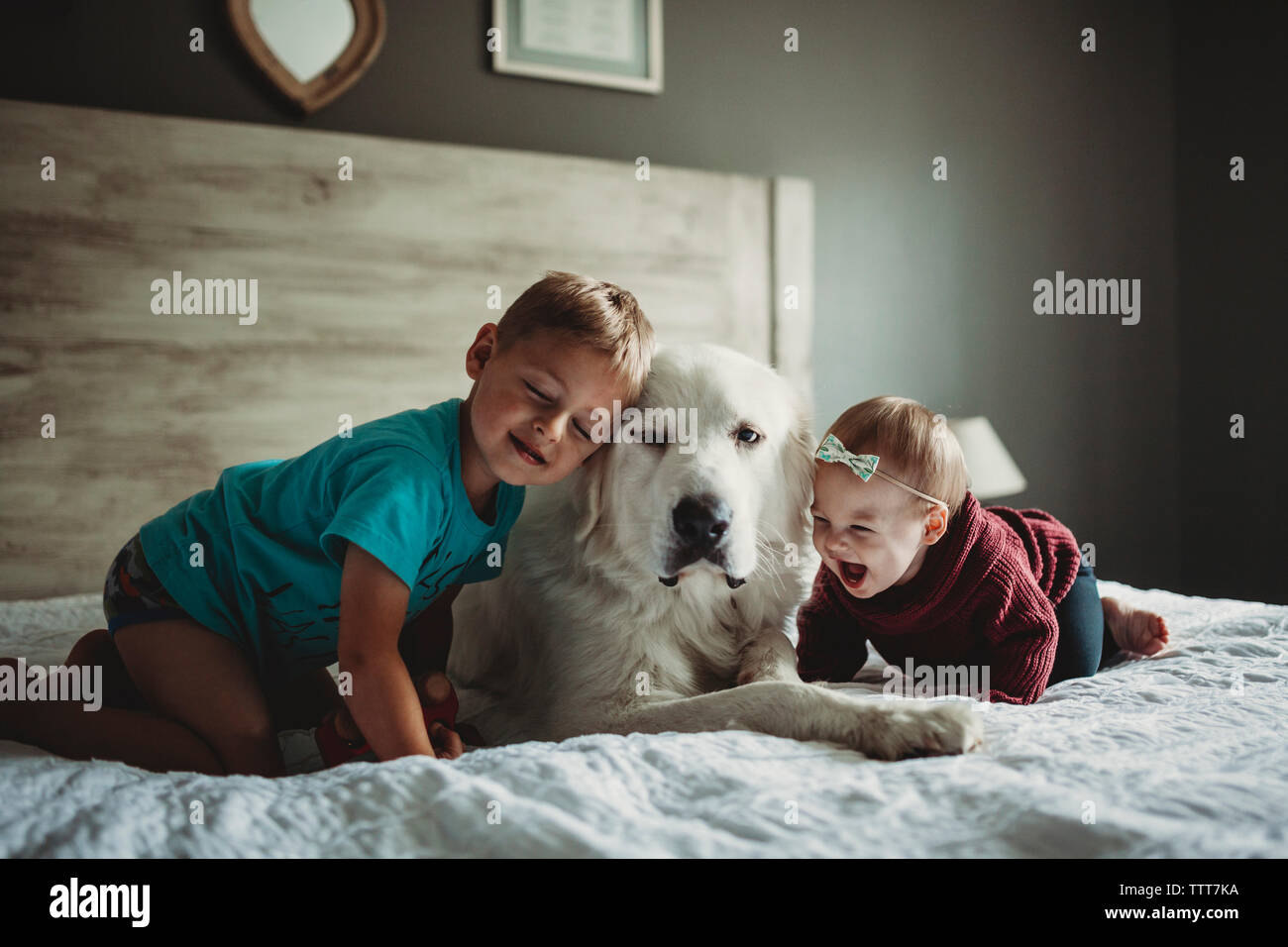 Female great pyrenees hi-res stock photography and images - Alamy