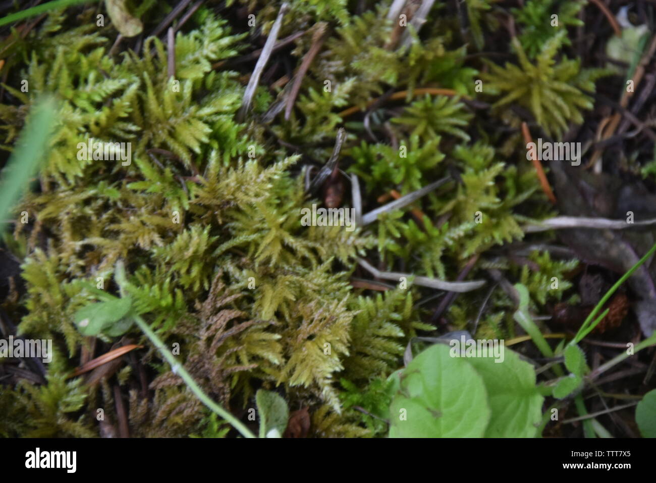 Bryophyta bryophyte moss plant hi-res stock photography and images - Alamy