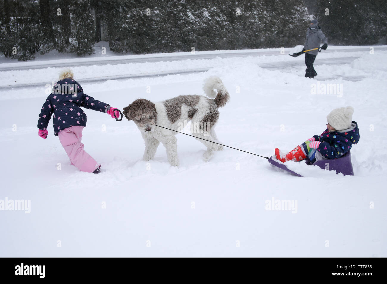 Girl by dog pulling sled with sister while father removing snow from ...