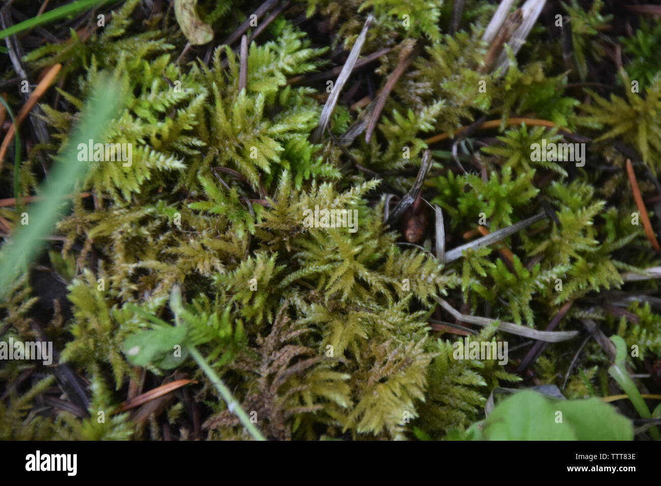 Forest floor texture moss hi-res stock photography and images - Alamy