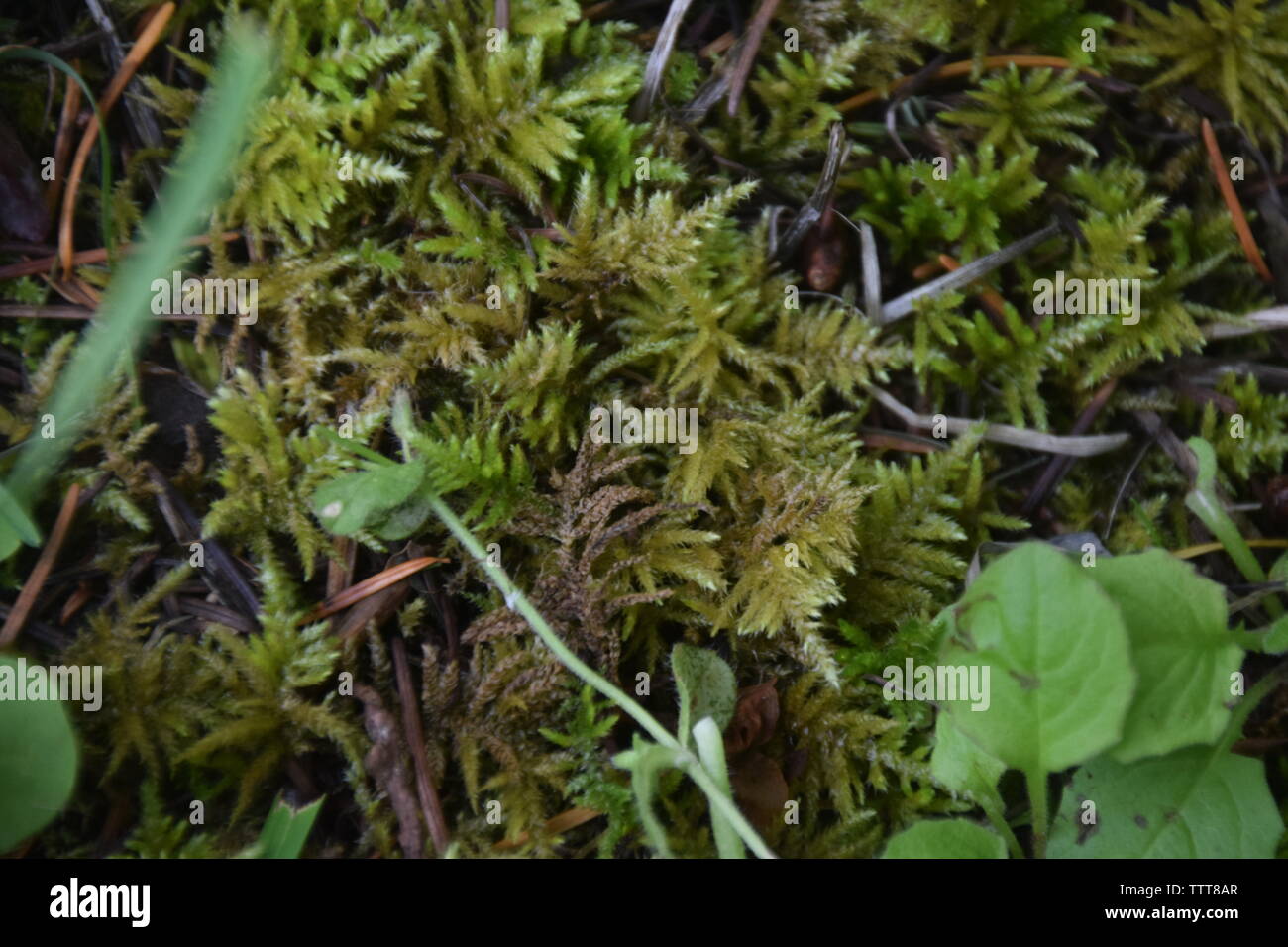 Moss growing on the forest floor Stock Photo - Alamy