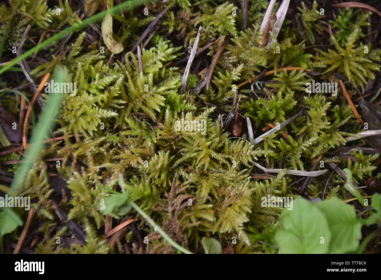 Forest floor texture moss hi-res stock photography and images - Alamy