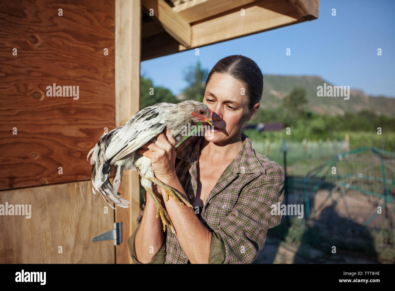Woman holding hen while standing against barn at farm Stock Photo - Alamy
