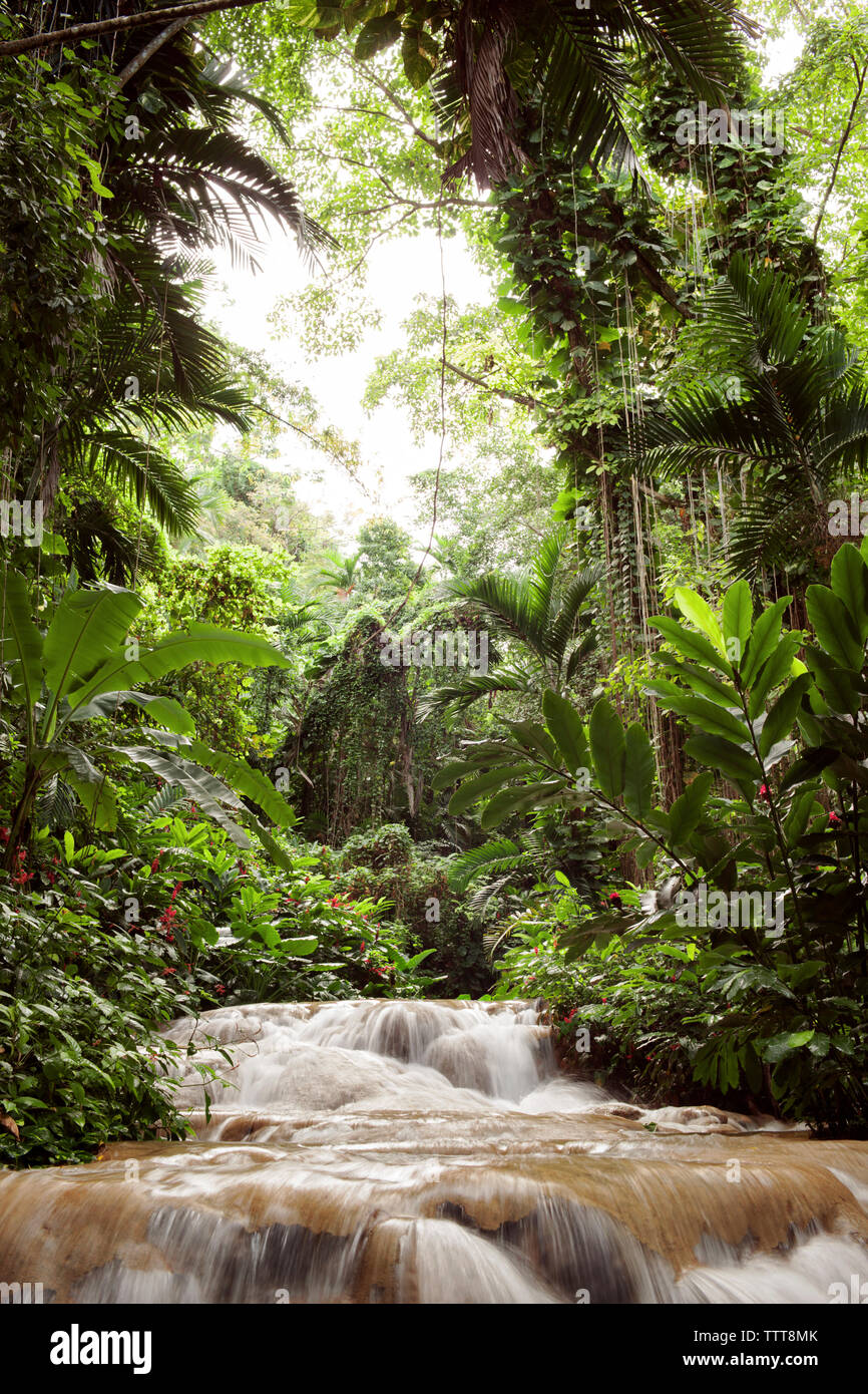 Flowing water plants hi-res stock photography and images - Alamy