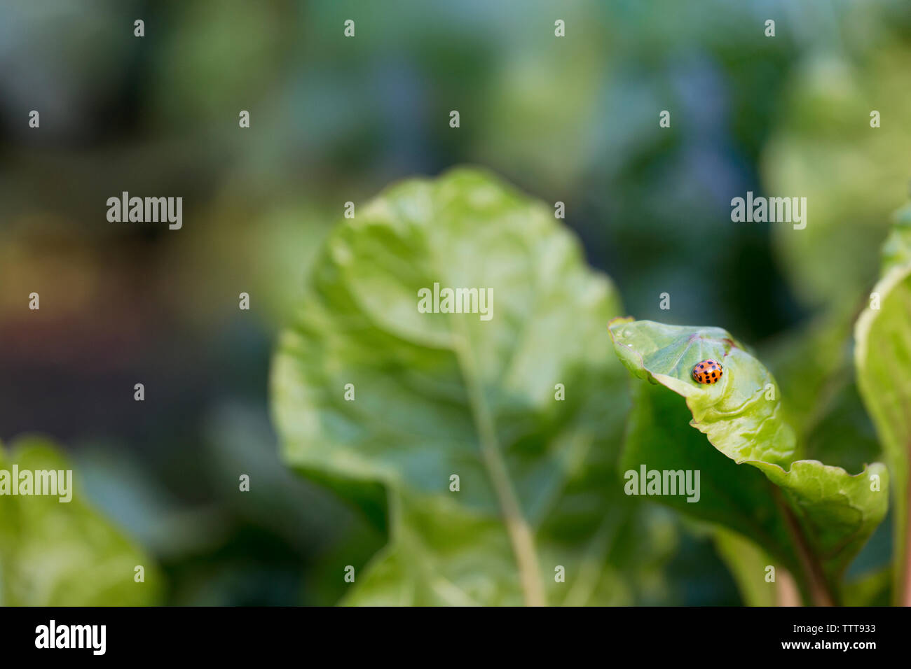 ladybug on fresh vegetable leaf on farm Stock Photo - Alamy