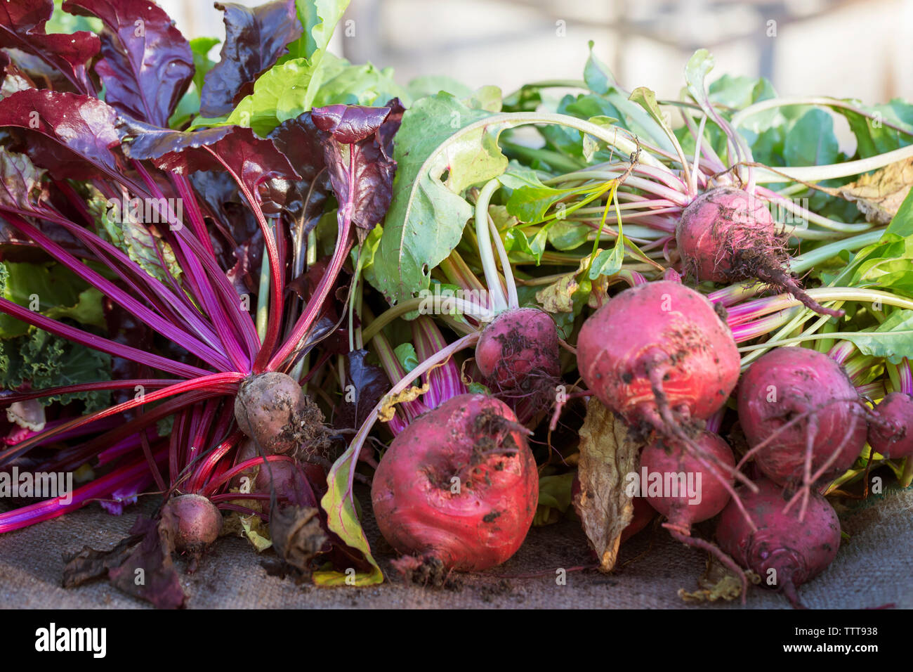Freshly picked vegetables Stock Photo - Alamy