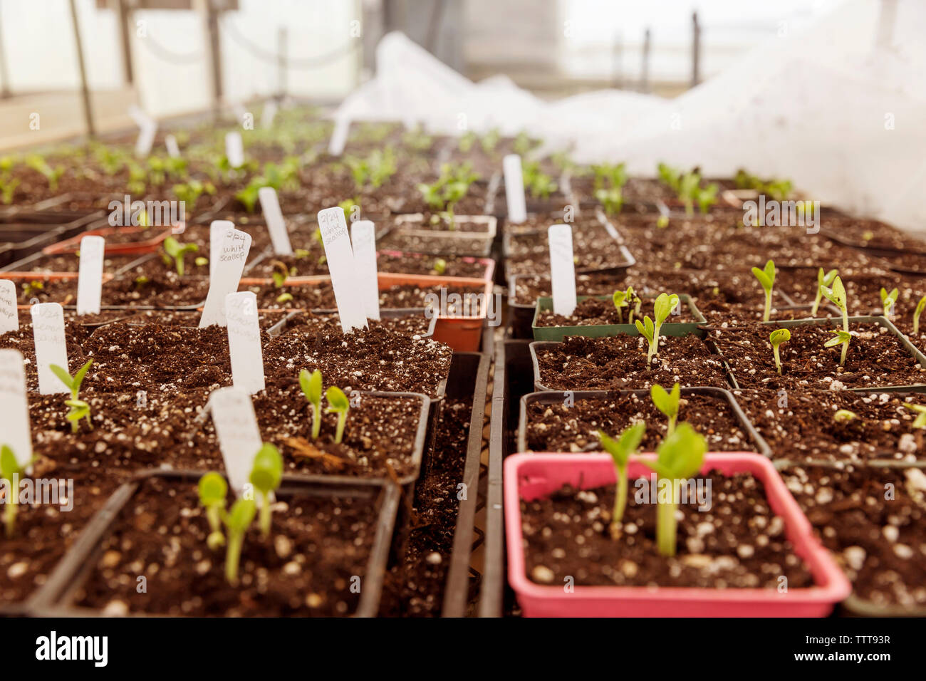 seedlings in greenhouse on farm Stock Photo - Alamy