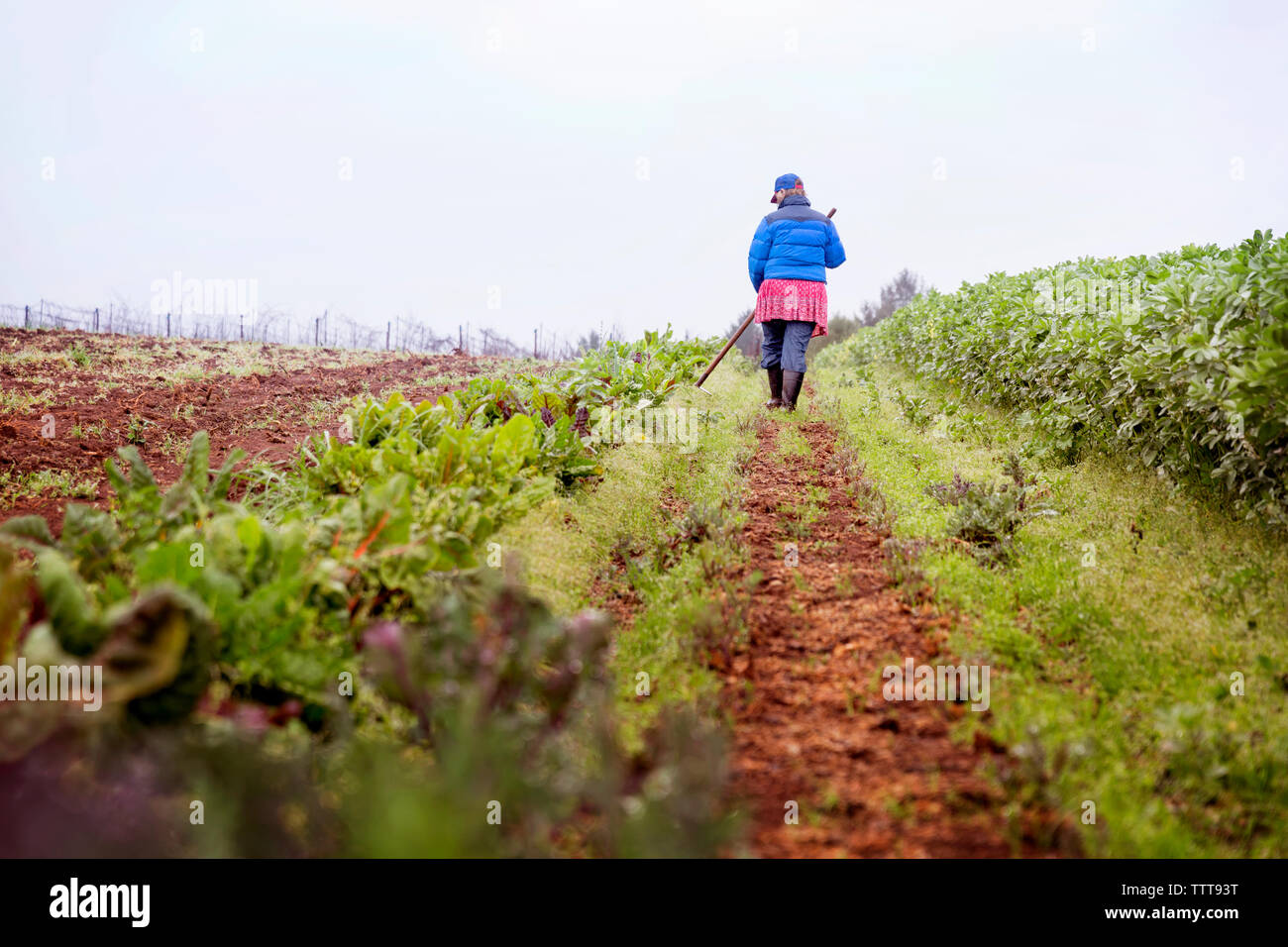 Farmer walking away hi-res stock photography and images - Alamy