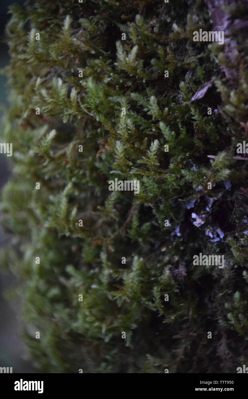 Moss growing on the forest floor Stock Photo - Alamy