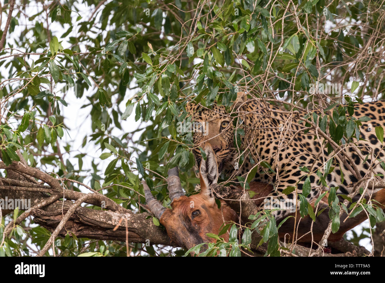 Dead leopard hi-res stock photography and images - Alamy
