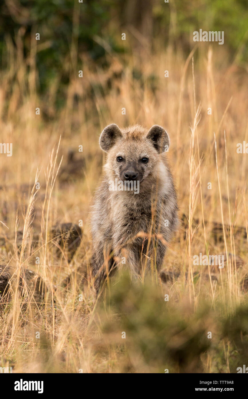 Hyena sitting hi-res stock photography and images - Alamy