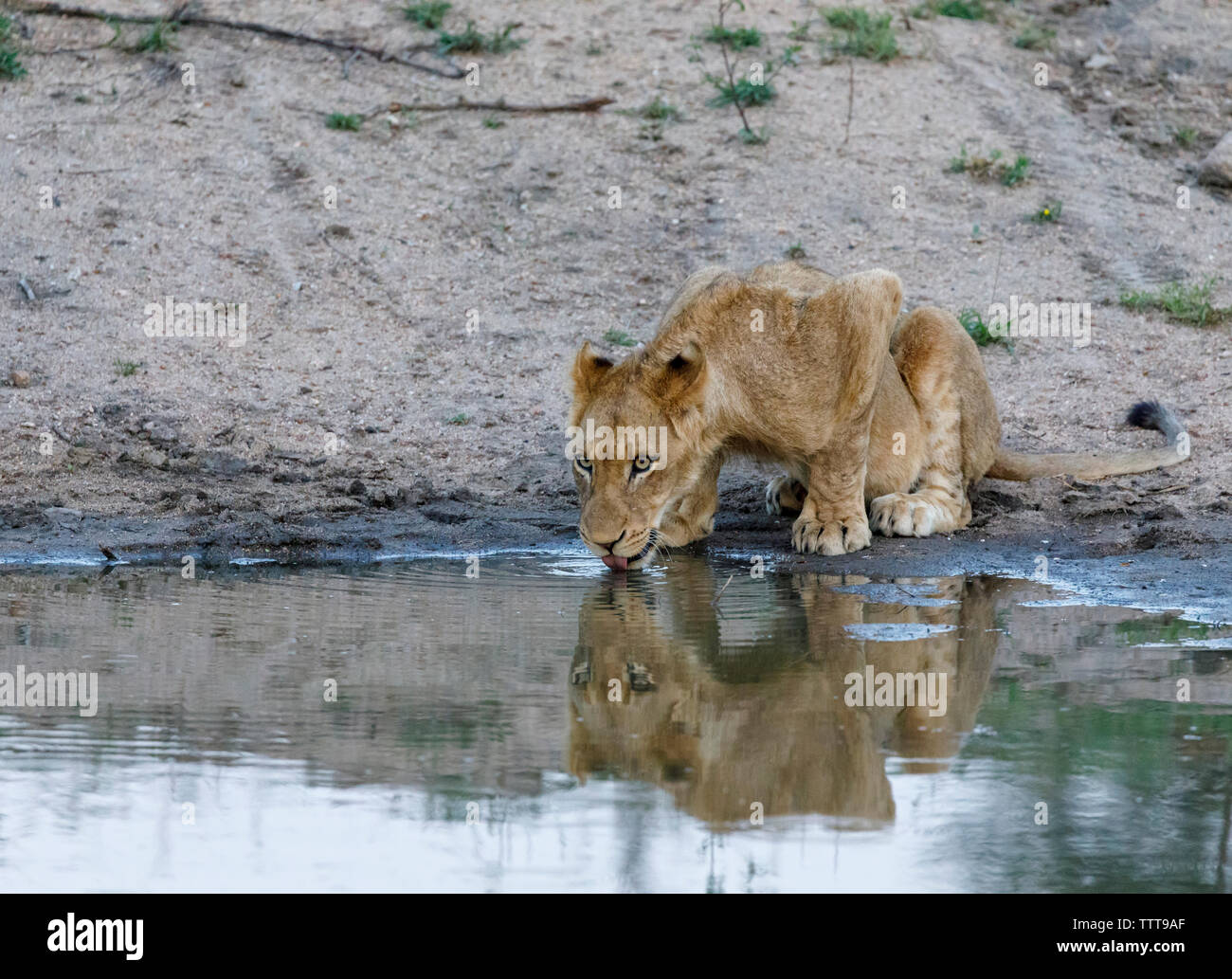 Lion cub drinking water from waterhole at Sabie Park Stock Photo - Alamy