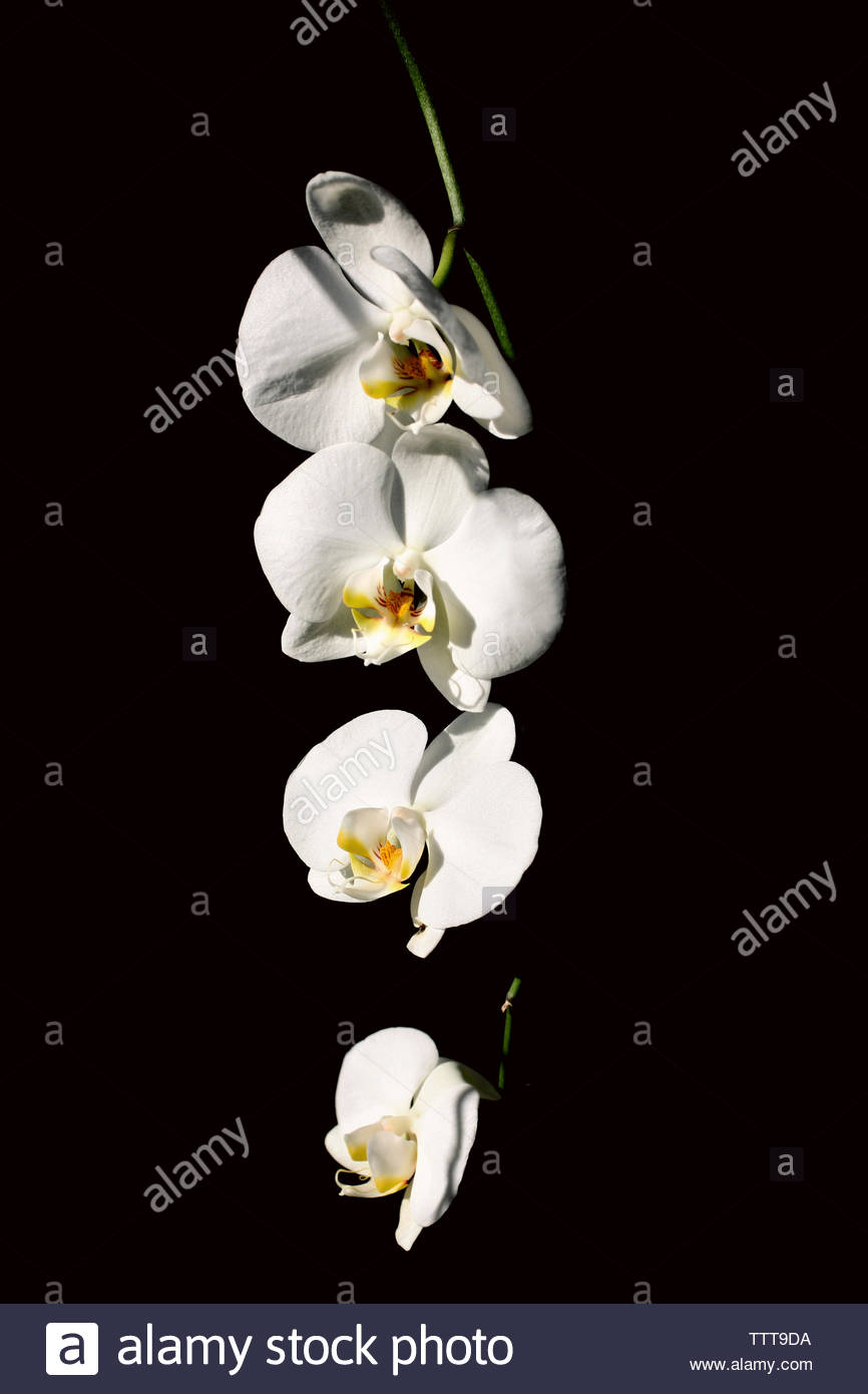 Orchids Black Background Stock Photos & Orchids Black Background Stock ...