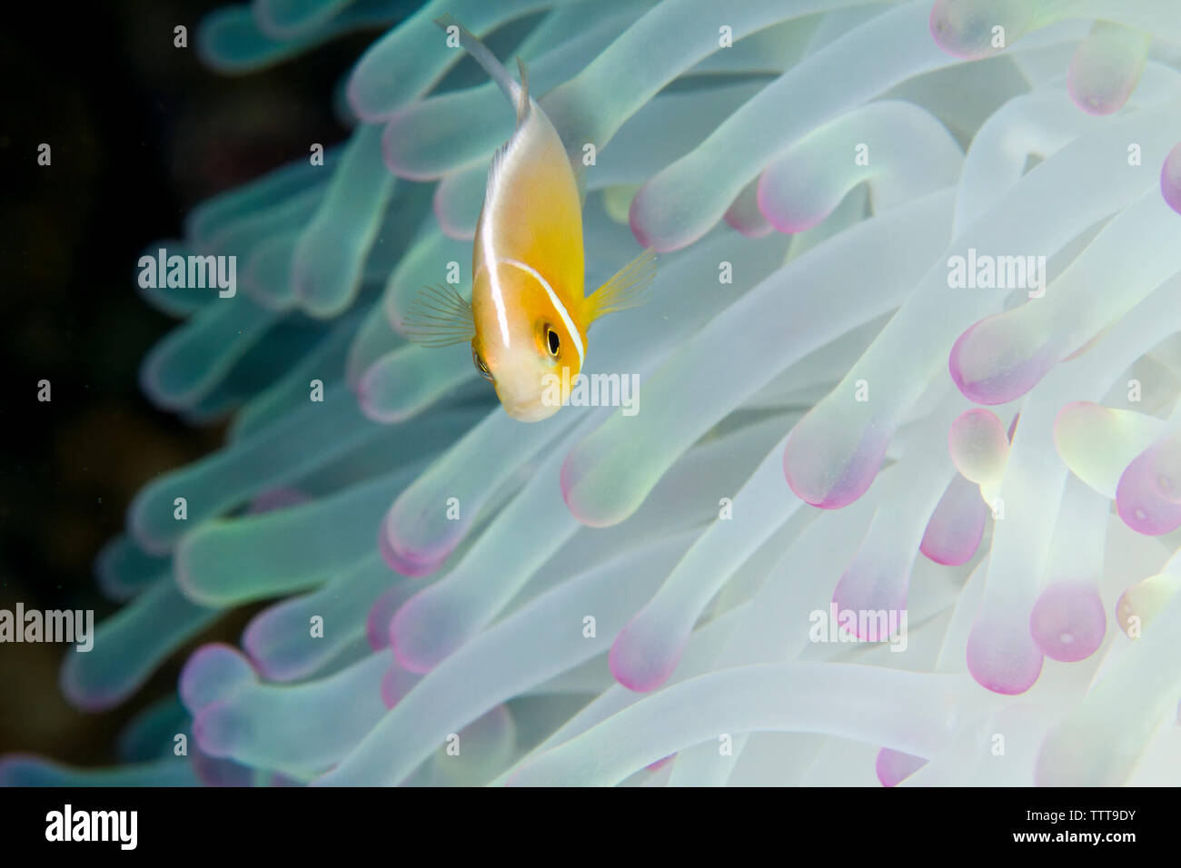Pink anemonefish swimming amidst magnificent sea anemone Stock Photo ...