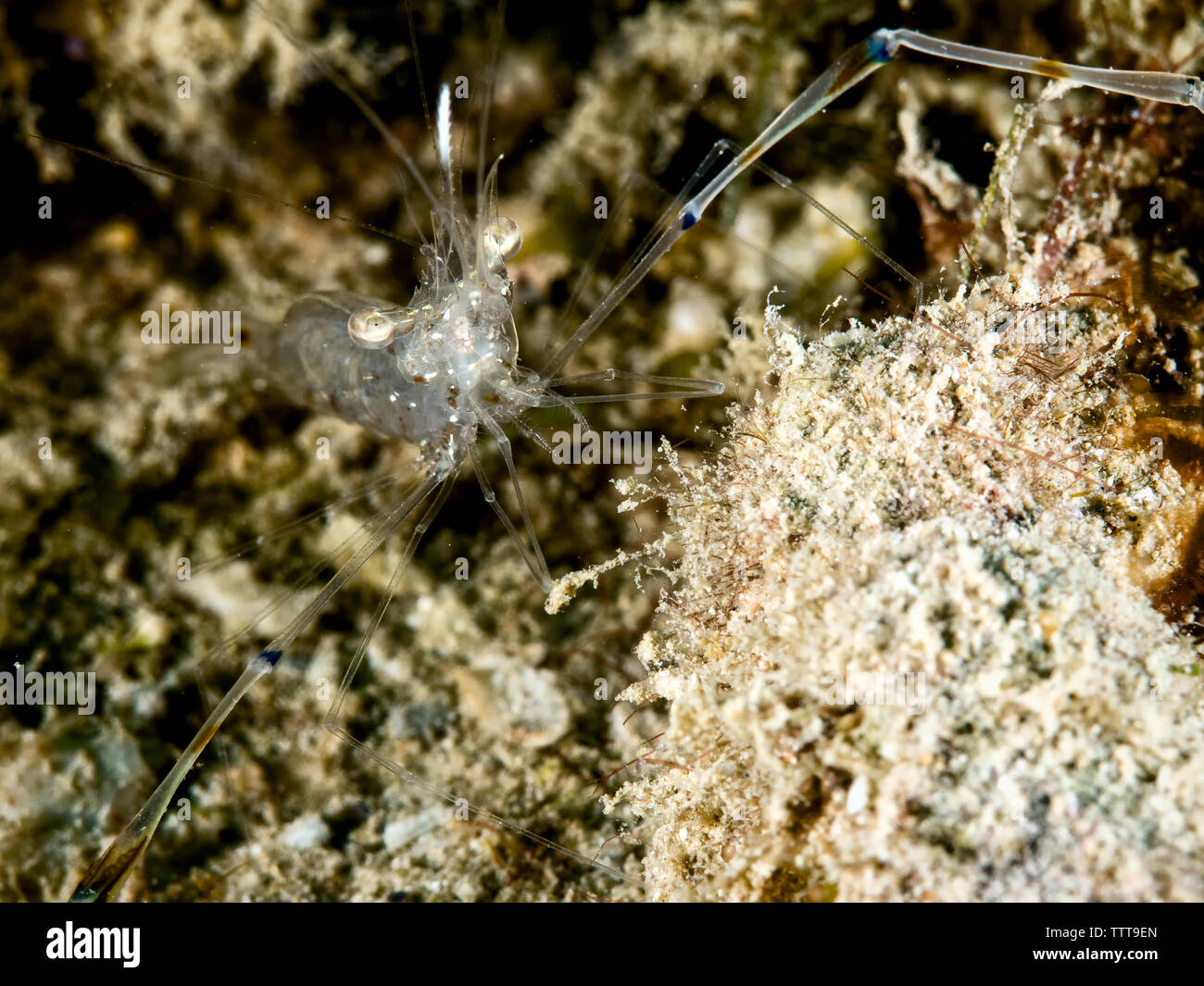 Shrimp underwater hi-res stock photography and images - Alamy