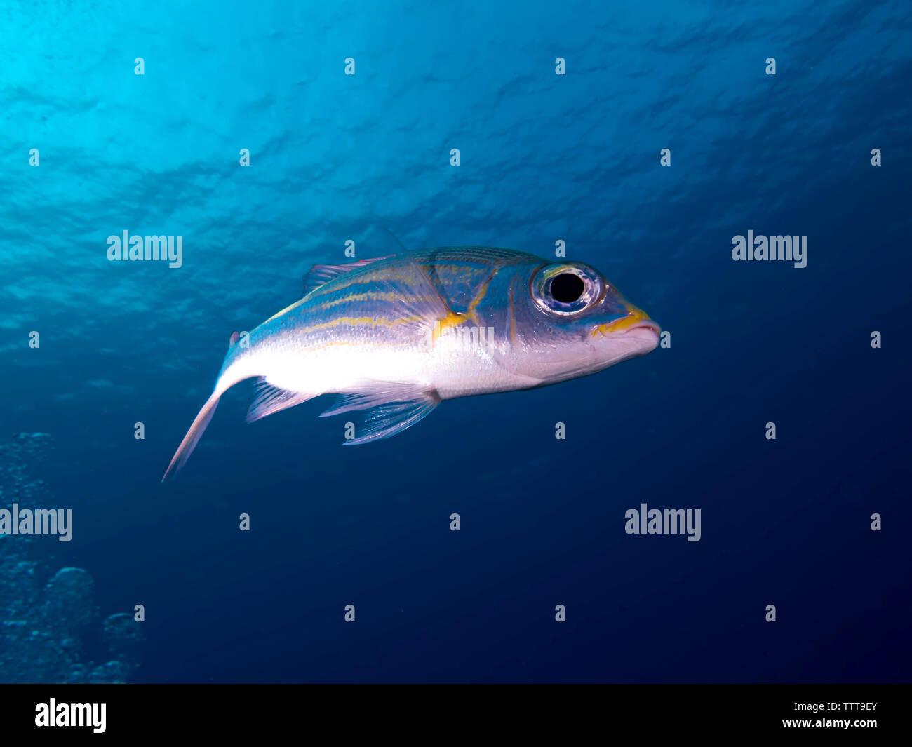 Close-up of Striped large-eye bream (Gnathodentex aureolineatus ...