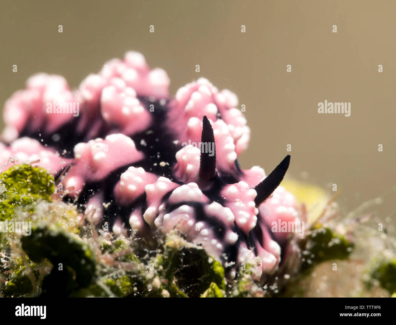 Nudibranch swimming underwater hi-res stock photography and images - Alamy