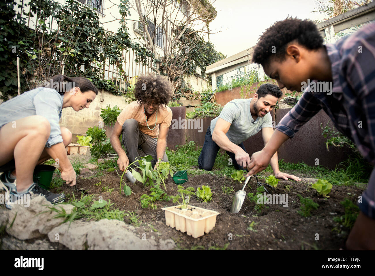 Friends planting together at community garden Stock Photo - Alamy