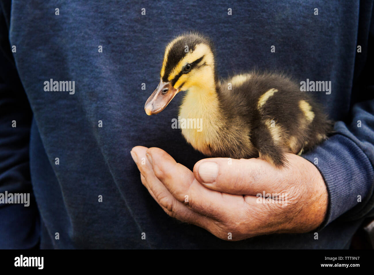 Male duckling hi-res stock photography and images - Alamy